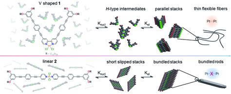 Chemical Structures Of Pt Ii Complexes 1 And 2 And Cartoon Download Scientific Diagram