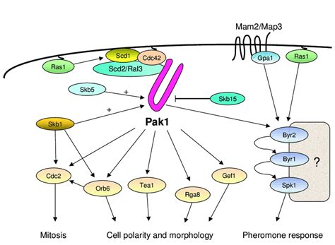 Fission Yeast Pak1 As In Budding Yeast Fission Yeast Pak1 Is Part Of Download Scientific