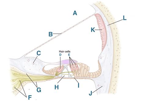 Cochlear Duct Diagram Quizlet