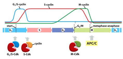 Cell Cycle 5 Regulation Of The 3rd Cell Cycle Checkpoint Metaphase Anaphase Transition