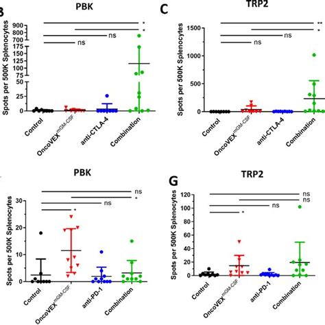 Development Of The B16f10 Mouse Melanoma Model With Experimental Lung