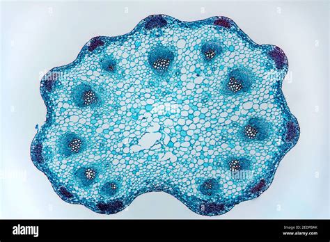 Wild Celery Apium Graveolens Cross Section Of The Stem Of Celery Microtome Section Stock