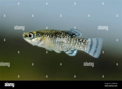 Male Of Aphanius Iberus A Mosquito Larvivorous Fish Species Presently