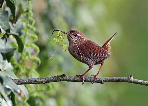 Wren Troglodytes Troglodytes Songbird Factfile