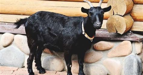 Black Bengal Goat Breed Info Characteristics Breeding And Care
