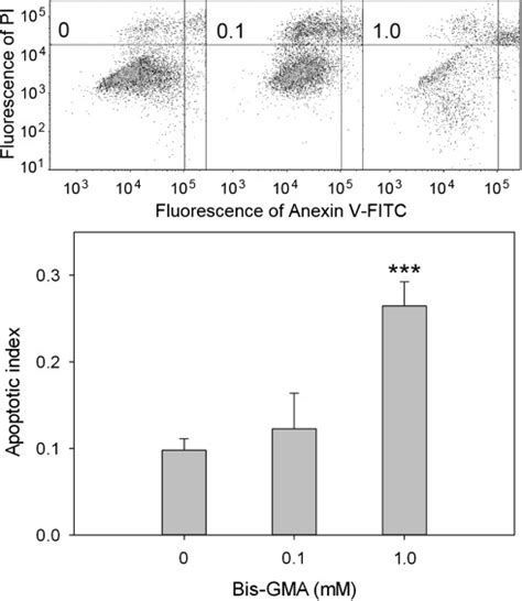 Apoptosis Of Human Gingival Fibroblasts Exposed For 6 H At 37°c To The Download Scientific