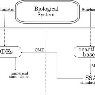 1 The Modeling Schema In Systems Biology Download Scientific Diagram
