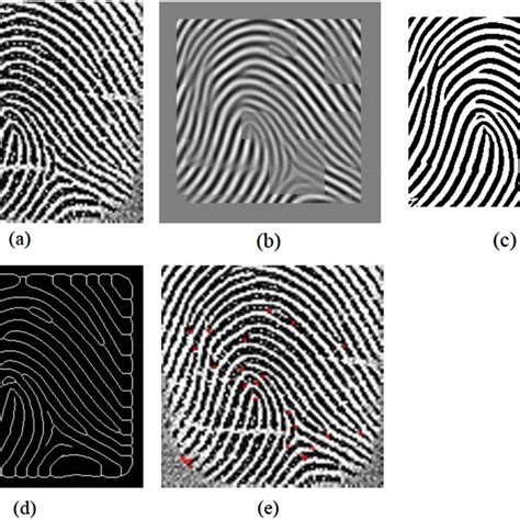 Minutiae Extraction Results A Input Fingerprint Image Adopted From