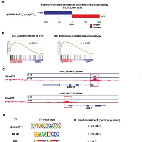 Smarca4 Loss Of Function Mutation Results In Perturbation Of Chromatin