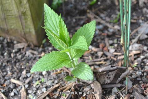 Is This Stinging Nettle Or Catnip In The Plant ID Forum Garden Org