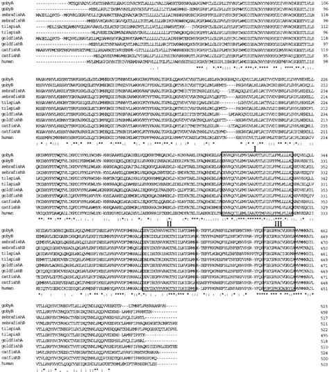 Alignment Of P450arom Amino Acid Sequences Clustalw Multiple Sequence