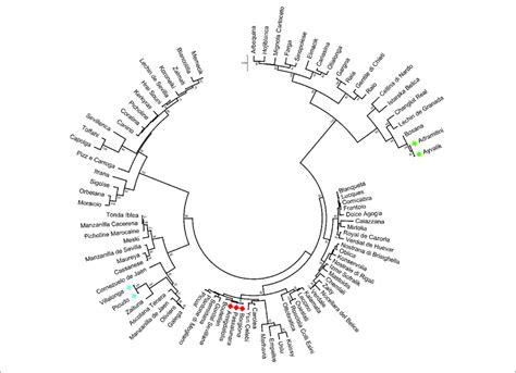 Circle Dendrogram Obtained By Mega7 Software With Neighbor Joining Download Scientific
