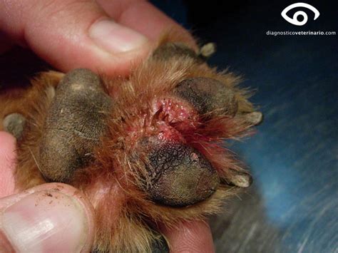 Dermatitis Interdigital Por Procesionaria Diagnóstico Veterinario