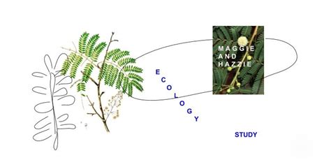 Ecology Part 1 Diagram Quizlet