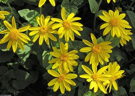 Heartleaf Arnica