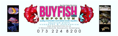 Siamese Algae Eater • Buy Fish Online