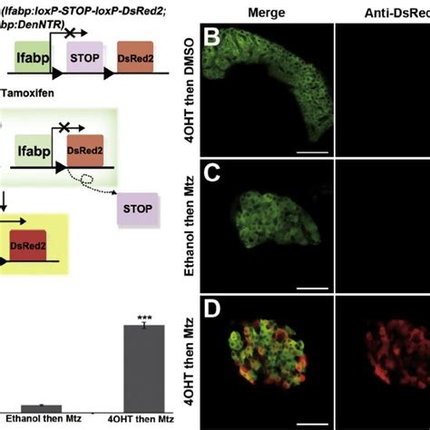 Cholangiocyte Transdifferentiation And The Consequent Hepatocyte