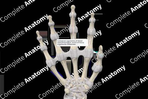 Collateral Ligaments Of Distal Interphalangeal Joints Of Hand