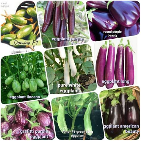 Eggplant Color Varieties