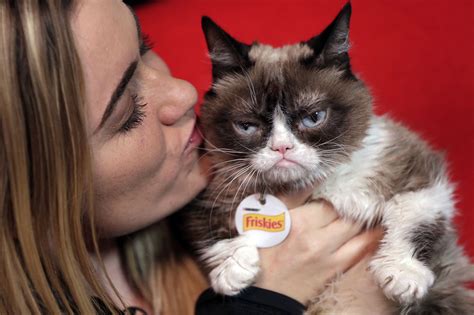 Tardar Sauce Memes Vorsicht Motzige Katze Das Berühmte Internet Meme