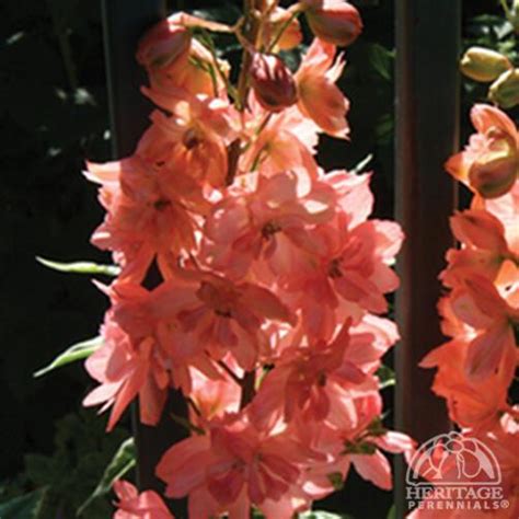 Plant Profile For Delphinium Princess Caroline Delphinium Perennial