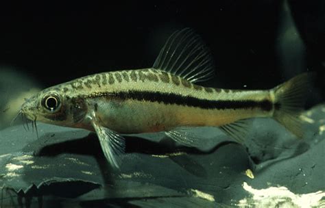 Petruichthys Brevis Inle Loach Yunnanilus Brevis Nemacheilus Brevis