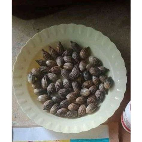 Jual BIJI POHON PALEM ISI BIJI COD Shopee Indonesia