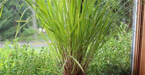 Grow Fresh Lemongrass Year Round—no Garden Needed Complete Gardening