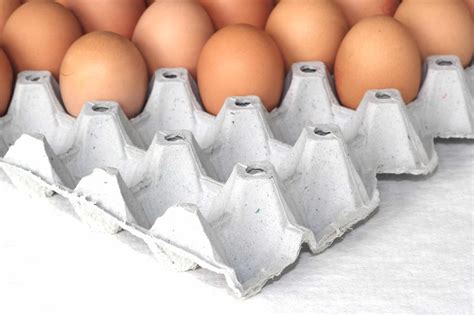 Understanding The 2023 Avian Influenza Outbreak Sappo