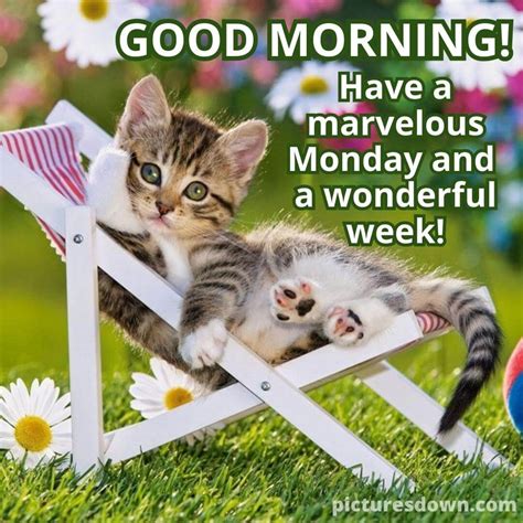 Good Morning Monday Image Cute Cat Download Free