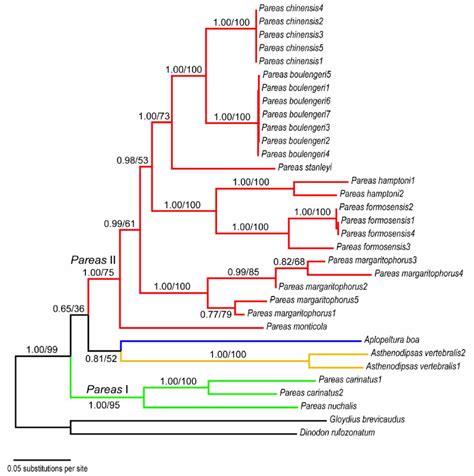 the maximum likelihood tree inferred from the concatenated
