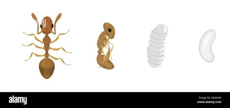 Complete Metamorphosis Of An Ant Featuring Four Main Stages Egg Larva