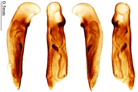 Median Lobe Of Male Genitalia Right Lateral Ventral Left Lateral