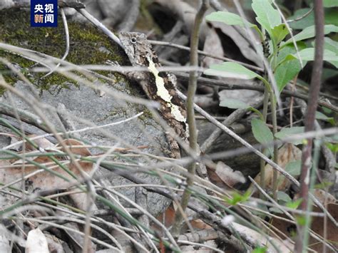 湖北赛武当国家级自然保护区首次发现米仓山龙蜥 央广网