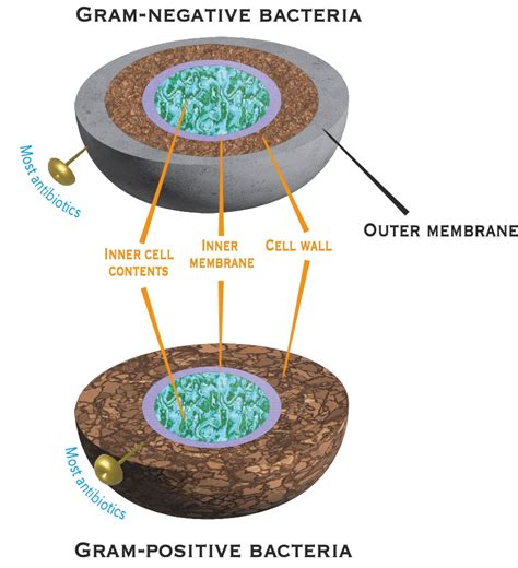 Explainer Antibiotics Superbugs And The Race To Survive Xian