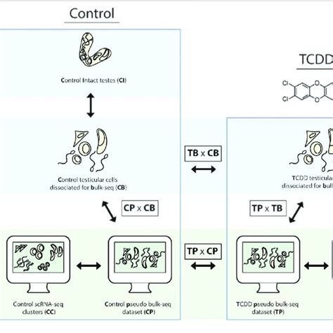 Schematic Of The Comparative Transcriptomic Analyses From Each Method