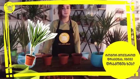 დრაცენა როგორ მოვუაროთ დრაცენას იგივე დრაკონის ხეს Youtube