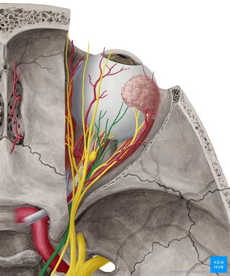 Oculomotor Nerve Cn Iii Anatomy Function And Pathway Kenhub
