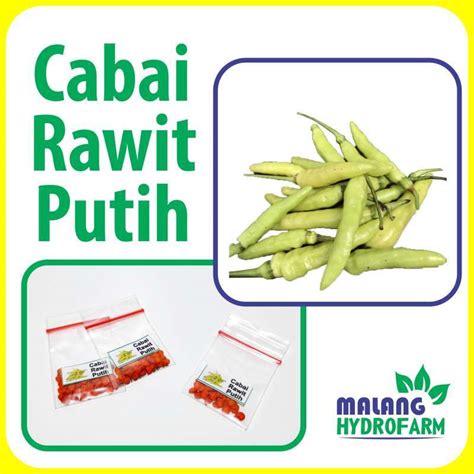 Promo Benih Cabai Rawit Putih Unggulan Berkualitas Biji Bibit Cabe Hydroponik Hidroponik Sayuran