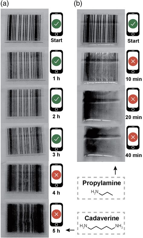 Imine‐based Dynamic Polymer Networks As Photoprogrammable Amine Sensing Devices Kathan 2019