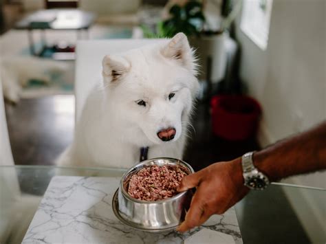 Cat Body Language Decoding Feline Communication Darwins