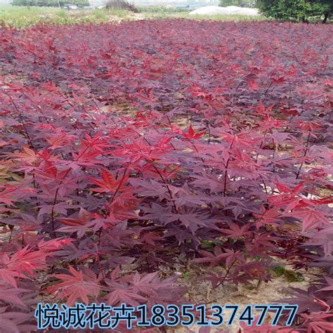 红枫树用什么土种植 怎么让红枫树更快发芽 红枫盆栽用什么土 第12页 大山谷图库