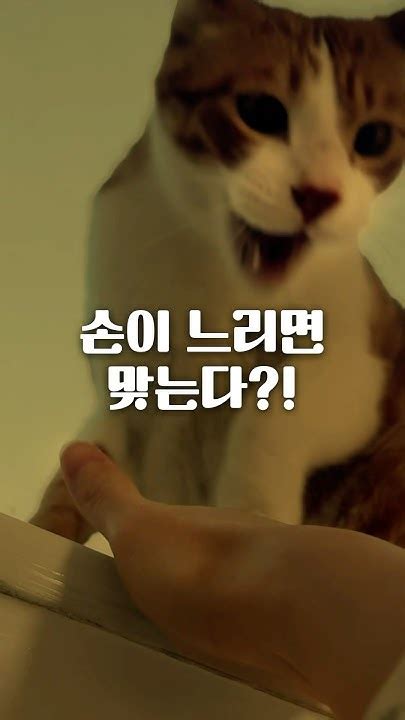 손이 느리면 맞는다냥 🐾 스킨십 거부하는 고양이의 빠른 손 Youtube