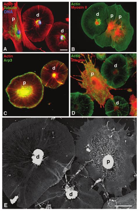 Large Phagocytes Of The Discoidal D And Polygonal P Subpopulations