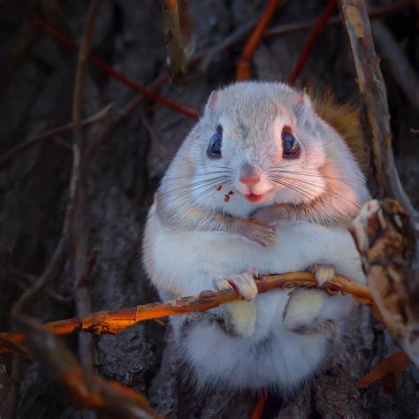 Japanese Dwarf Flying Squirrel