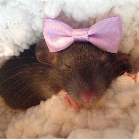 My Friends Rat Moo Shes Precious Cute Rats Pet Rats Pet Mice