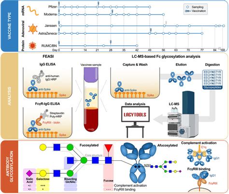 workflow of vaccine induced antibody analysis by lc ms and feasi upper