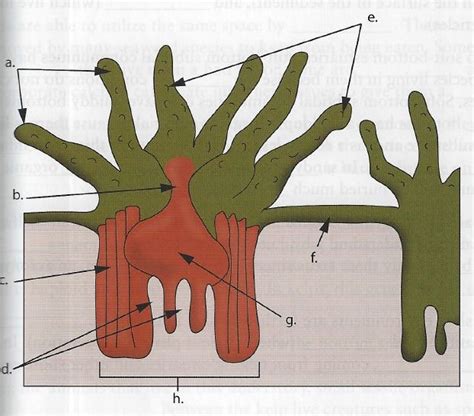 Marine Biology Module 11 Identification Diagram Quizlet