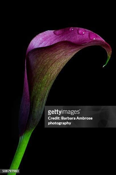 Barbara Lilly Photos And Premium High Res Pictures Getty Images