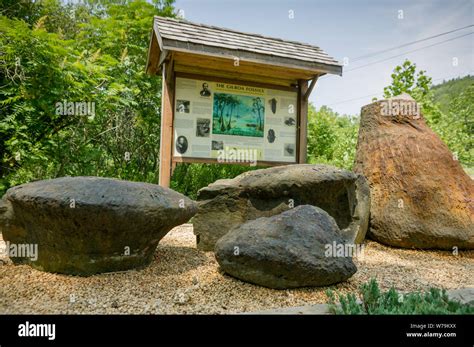Gilboa Fossil Forest Banque De Photographies Et Dimages à Haute